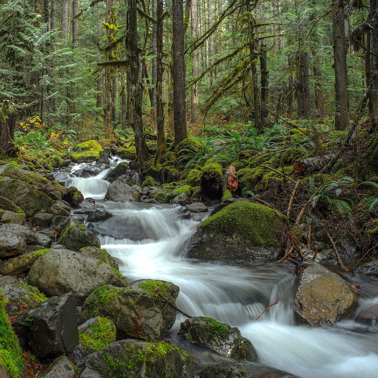 Tree of Life - Wild Waterways Adventures